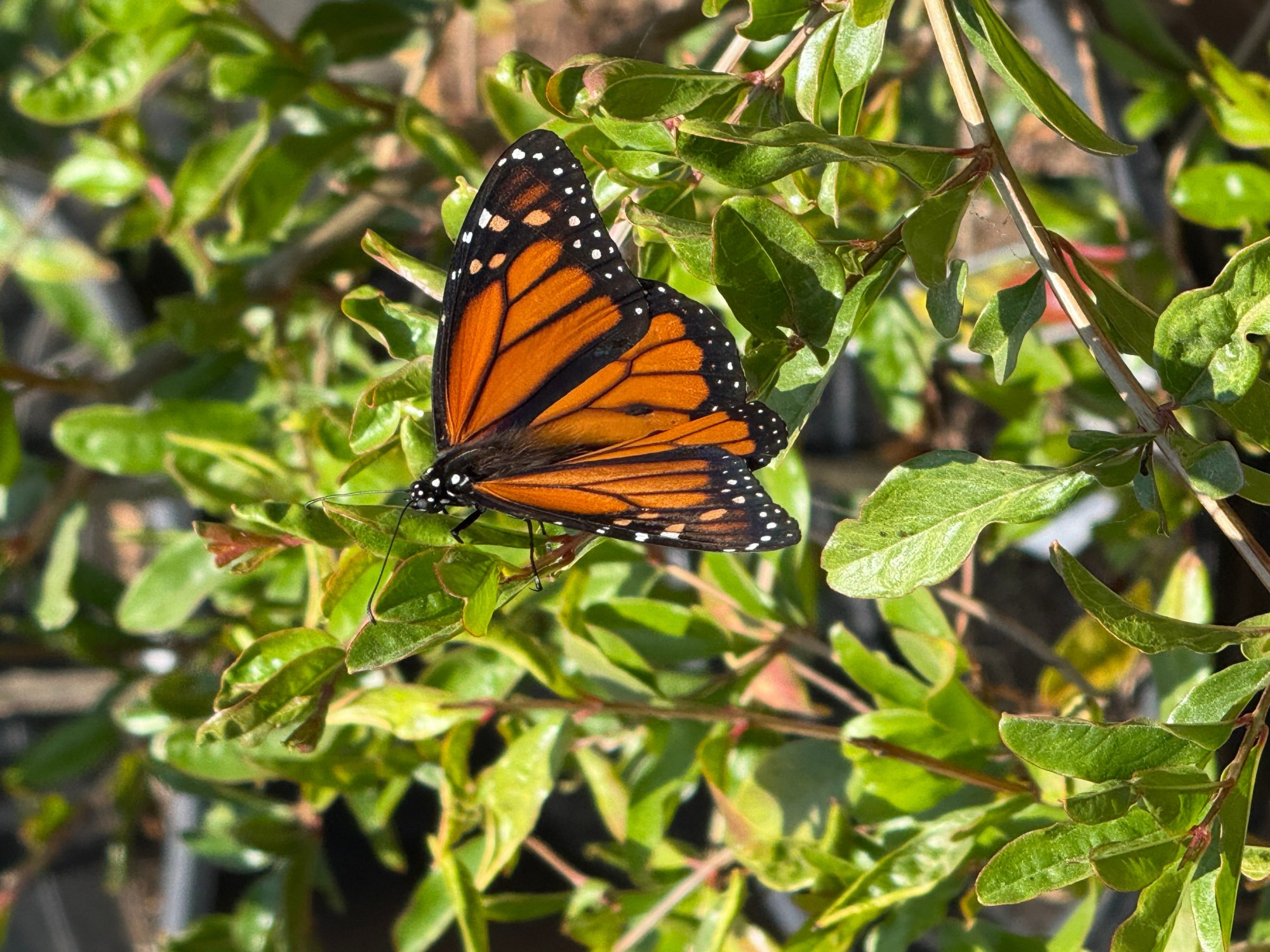 Environment Report: How to Prevent Monarchs from Going Extinct | Voice ...