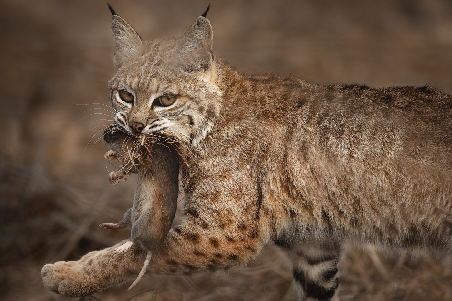 Environment Report: That Time Bobcats Dined on San Diego Zoo Animals ...