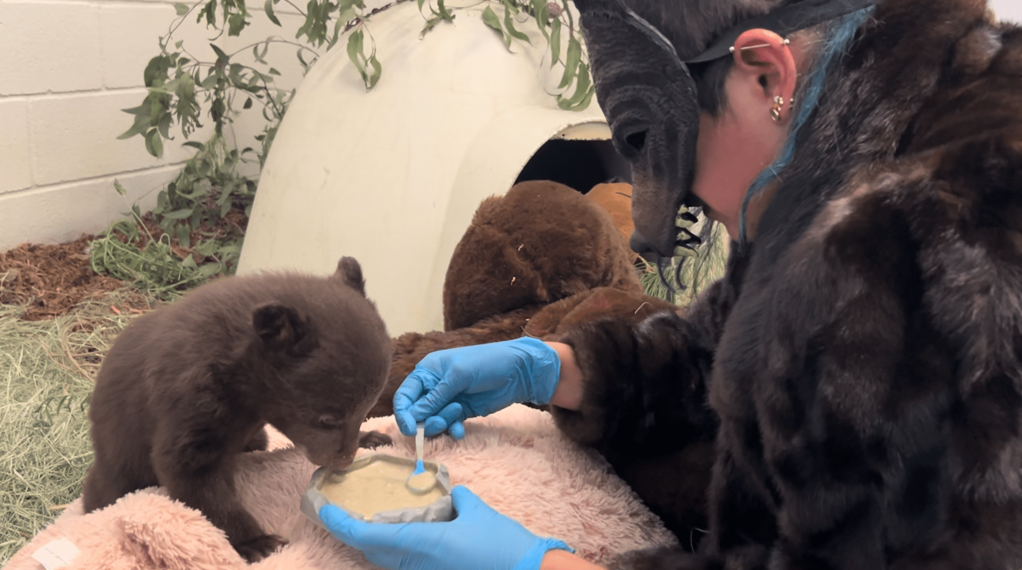 Why We’re to Blame for San Diego’s Orphaned Bear Cubs | Voice of San Diego